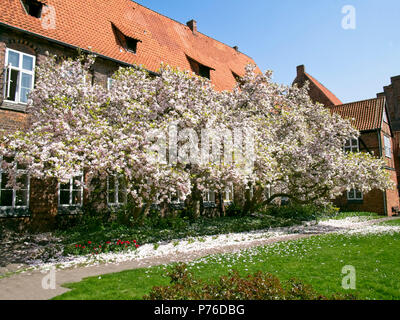 Townhall yard with blooming magnolia trees, Lueneburg, Germany Stock ...