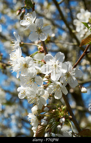 Close up of white Prunus Tai Haku cherry blossom (the great white ...