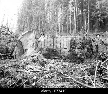 tree, trees, wood, war, history, catapult, medieval, wooden, old Stock ...