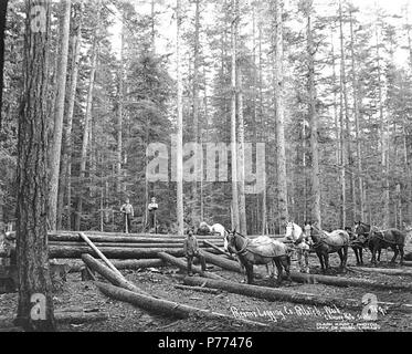 A photograph of horse-powered logging on the Moses Mountain logging ...