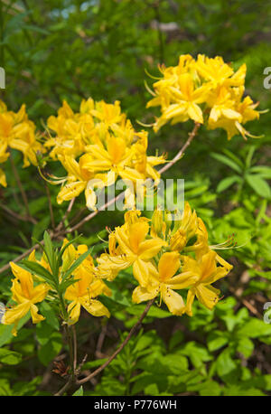 Azaleas flowers flowering shrub flowers in bloom Marie Forte ...