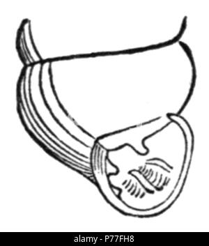 English: drawing of the aperture of the shell of Vertigo ventricosa ...