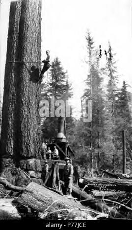 Rigging spar tree Stock Photo - Alamy