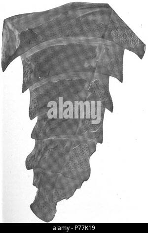 The Eurypterida of New York figure 41 Stock Photo - Alamy