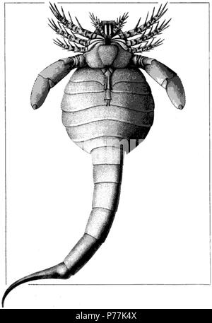 This work on the Eurypterida of New York focuses on the fossilized ...