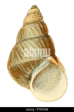 11 Bellamya aeruginosa shell 3 Stock Photo - Alamy
