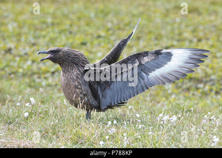 Great skua (Stercorarius skua), adult threat display on breeding ...
