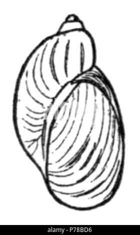 Succinea ovalis drawing Stock Photo - Alamy