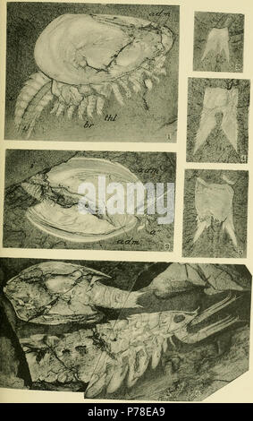 Plate 31: Middle Cambrian Crustaceans (Hymenocaris, Fieldia, and Hurdia ...