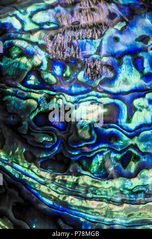 Paua sea snail shell detail Stock Photo - Alamy