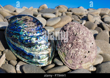 Paua abalone ( Haliotis iris) shellfish colourful detail Stock Photo ...