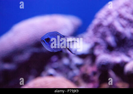 Blue reef chromis damselfish Chromis cyaneus swims through a coral reef ...