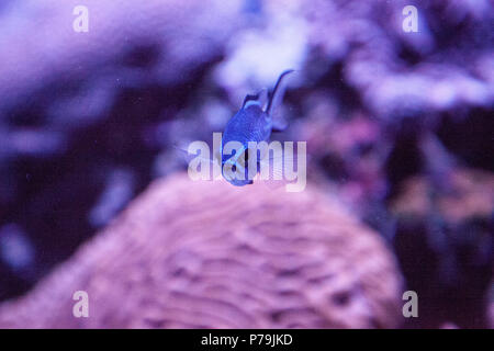 Blue reef chromis damselfish Chromis cyaneus swims through a coral reef ...