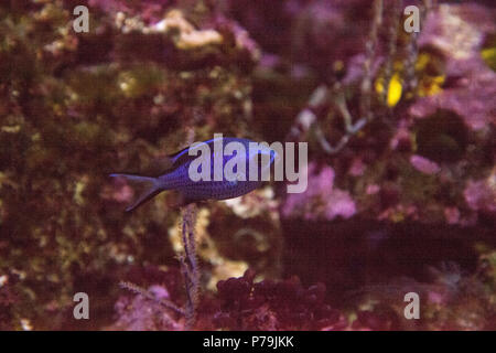 Blue reef chromis damselfish Chromis cyaneus swims through a coral reef ...