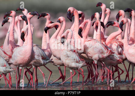The image of Lesser flamingo (Phoenicoparrus minor) courtship dance in ...