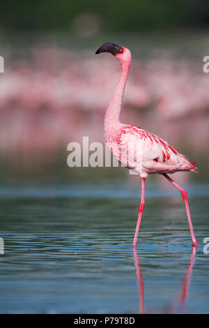 The image of Lesser flamingo (Phoenicoparrus minor) courtship dance in ...
