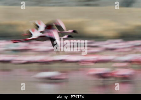 The image of Lesser flamingo (Phoenicoparrus minor) courtship dance in ...