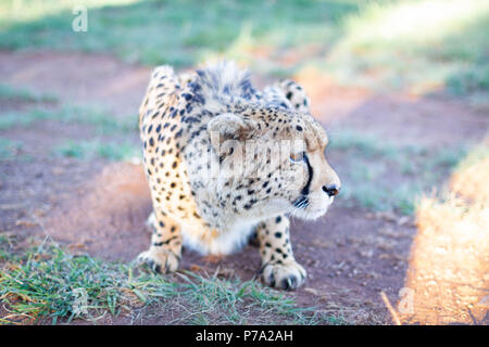 A cheetah crouching in the shade at the Lion and Safari Park in ...