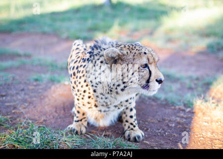 A cheetah crouching in the shade at the Lion and Safari Park in ...