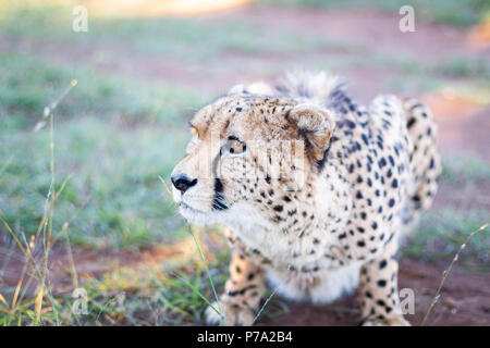A cheetah crouching in the shade at the Lion and Safari Park in ...