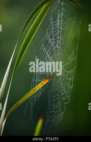 Morning dew covers a spider web Stock Photo - Alamy