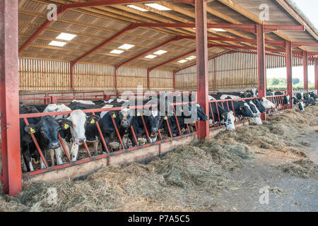intensive farming cow cows meat production farmer farm farms cattle ...