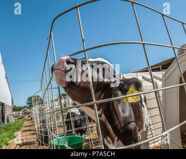 veal calves in a pen Stock Photo - Alamy