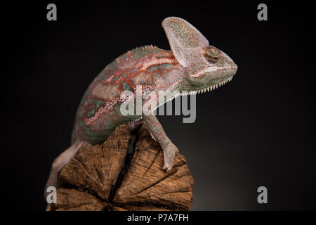 Root, Green chameleon, lizard background Stock Photo - Alamy