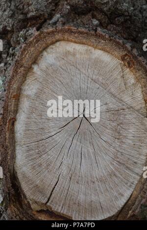 Round cross section of old oak tree with cracks and annual rings ...