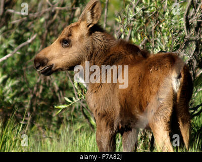 baby moose alone single Stock Photo - Alamy
