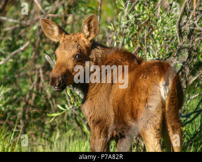 baby moose alone single Stock Photo - Alamy