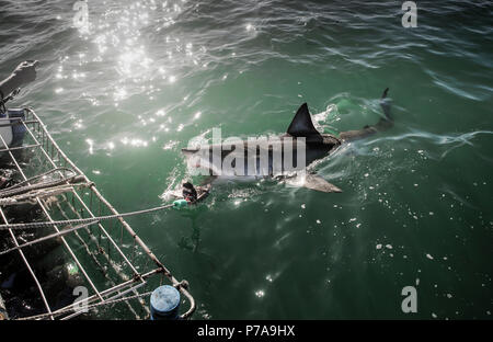 Great white shark chasing tuna bait in front of shark cage diving boat ...