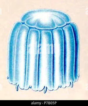 Medusae of world-vol03 pl59 Stock Photo - Alamy