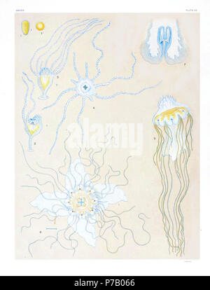 English: Cyanea capillata fig. 1. Cyanea capillata var. versicolor ...