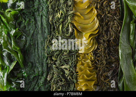 Object photos - seaweed, its rich in vitamins, minerals, and fiber. 046 ...