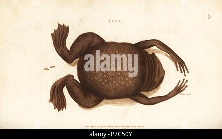 Common Suriname toad or star-fingered toad, Pipa pipa (Pipa, Rana pipa ...