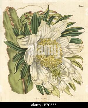 Strawberry pear cactus, Hylocereus trigonus (Triangular torch-thistle ...