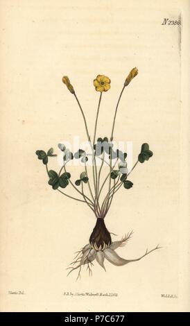 Lobed-leaved wood sorrel, Oxalis lobata. Handcoloured copperplate ...
