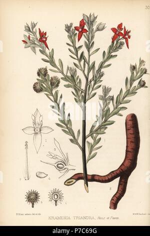 para rhatany, Peruvian rhatany / Krameria lappacea, Syn. Krameria ...