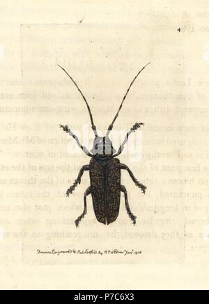 Painted lamia beetle, Lamia picta. Handcoloured copperplate engraving ...