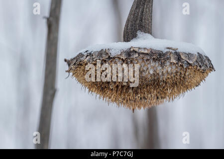 Frozen sunflowers under a winter sun Stock Photo - Alamy