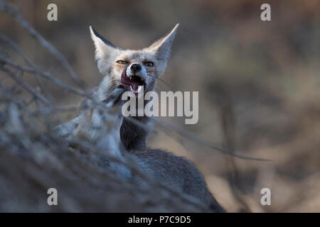 Desert Fox, white-footed fox, Vulpes vulpes pusilla, Desert National ...