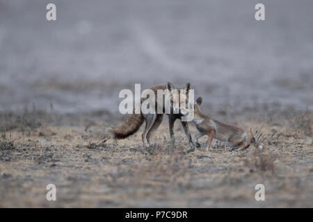 Desert Fox, white-footed fox, Vulpes vulpes pusilla, Desert National ...