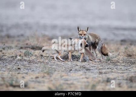 Desert Fox, white-footed fox, Vulpes vulpes pusilla, Desert National ...
