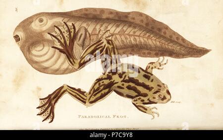 Paradoxical frog, Pseudis paradoxa, tadpole stage Stock Photo - Alamy