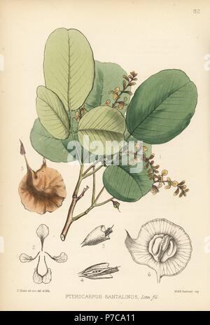 Red sanders or red sandalwood, Pterocarpus santalinus. Chromolithograph ...