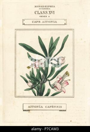 Chinese lantern or cape aitonia, Nymania capensis (Aitonia capensis ...