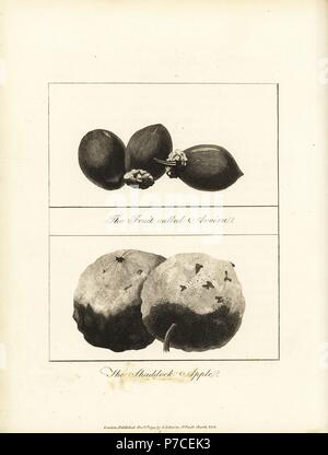 Tucumã palm tree ( Astrocaryum aculeatum ), Amazon rain forest, Brazil ...