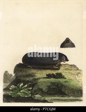 Cape golden mole, Chrysochloris asiatica (Cape chrysochlore or shining ...