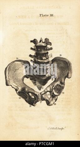 Illustration of the Pelvis. This anterior view illustration is from ...